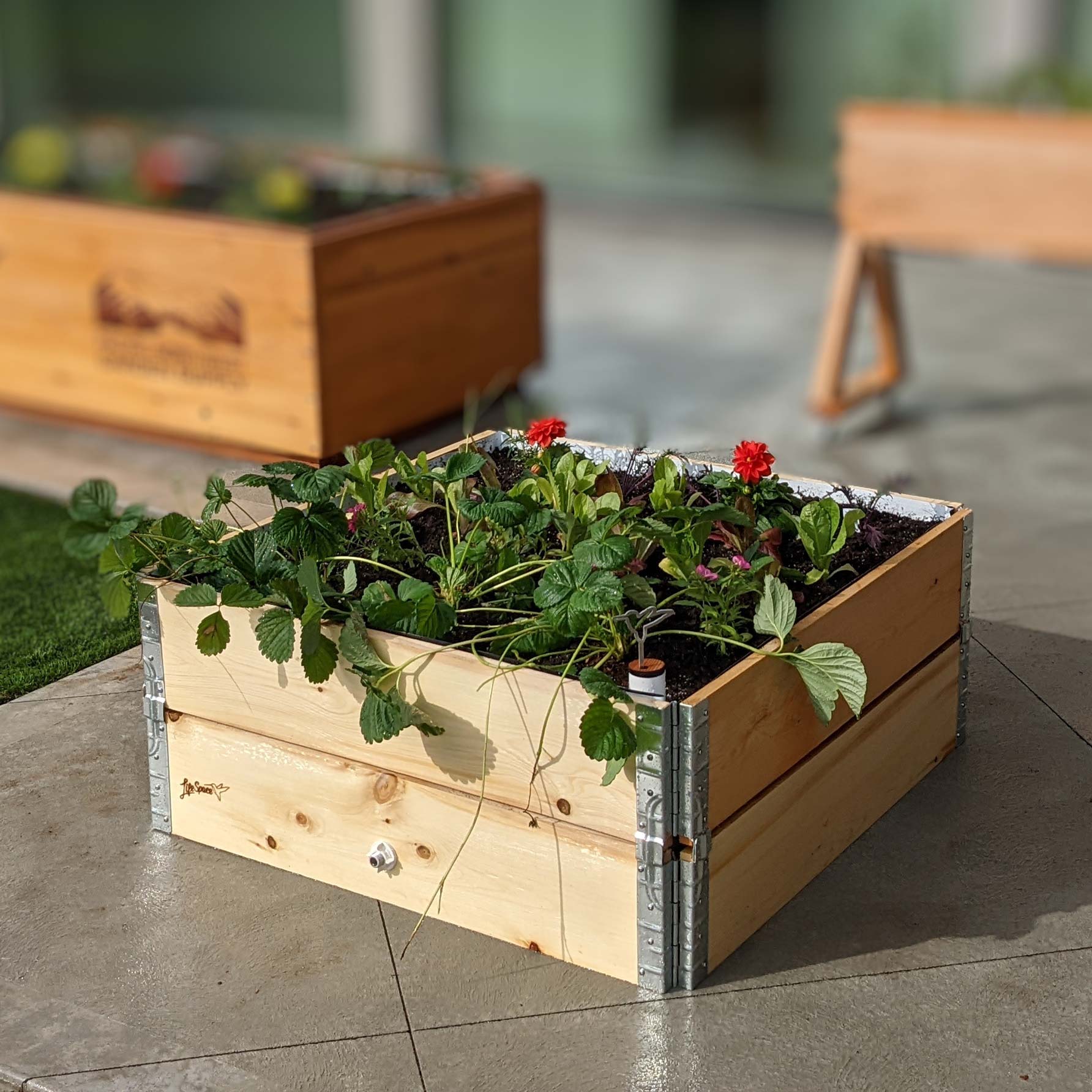 Project Garden Box - Self-Watering Garden Kit – LifeSpace Gardens